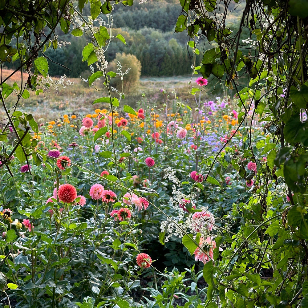 Country Cut Flowers - Newmarket - Aurora - Flower Farm