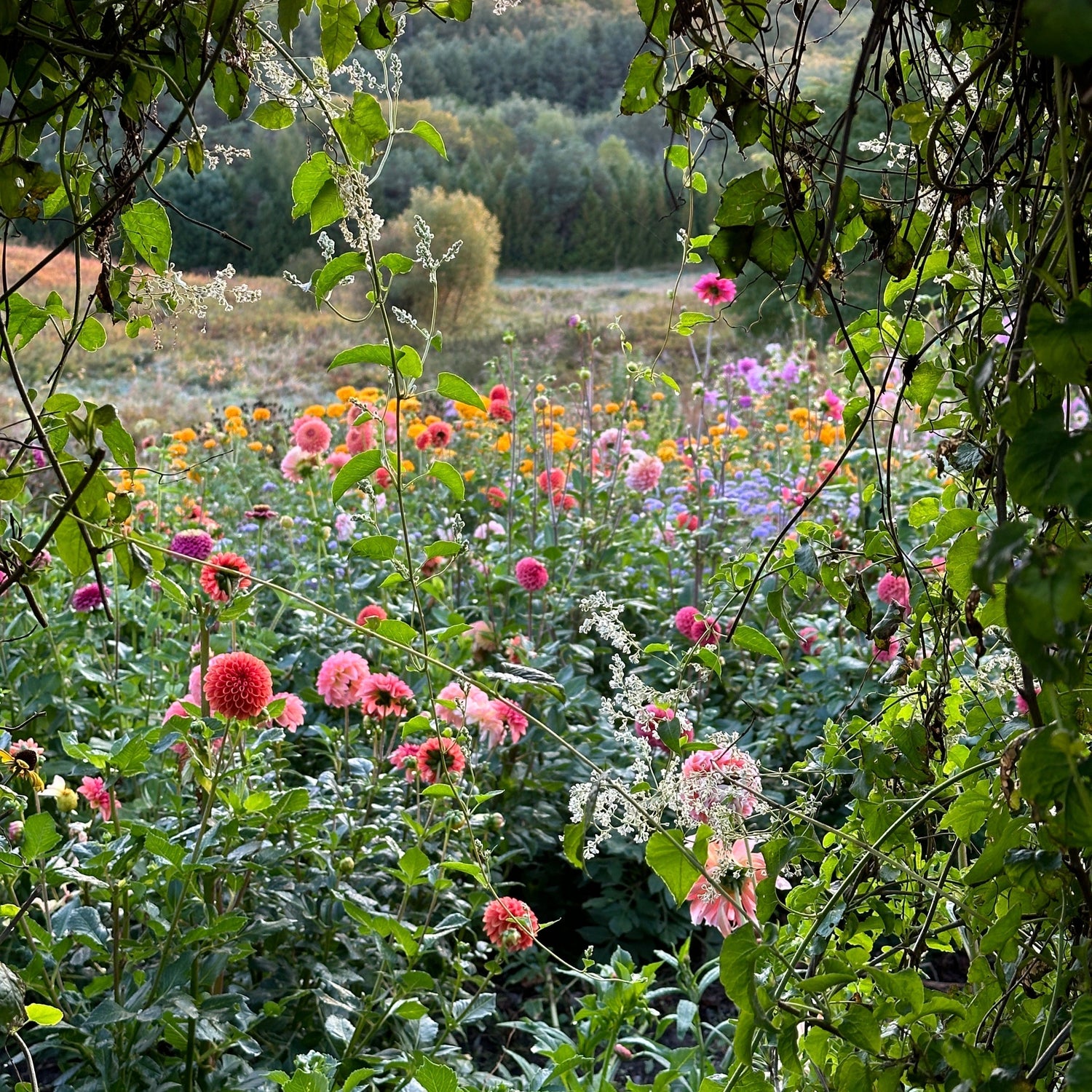 Country Cut Flowers - Newmarket - Aurora - Flower Farm
