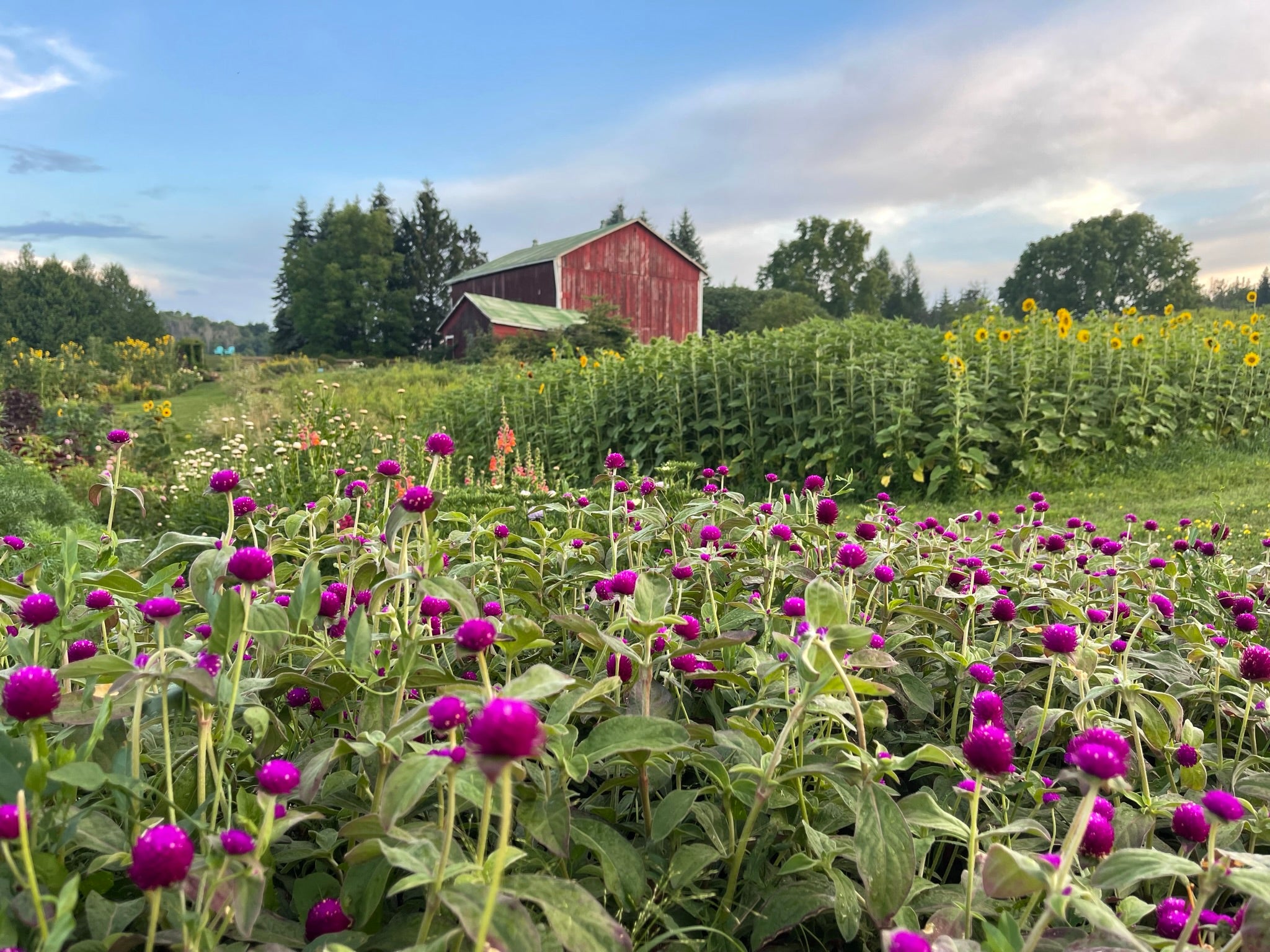 Country Cut Flowers - Newmarket - Aurora - Flower Farm