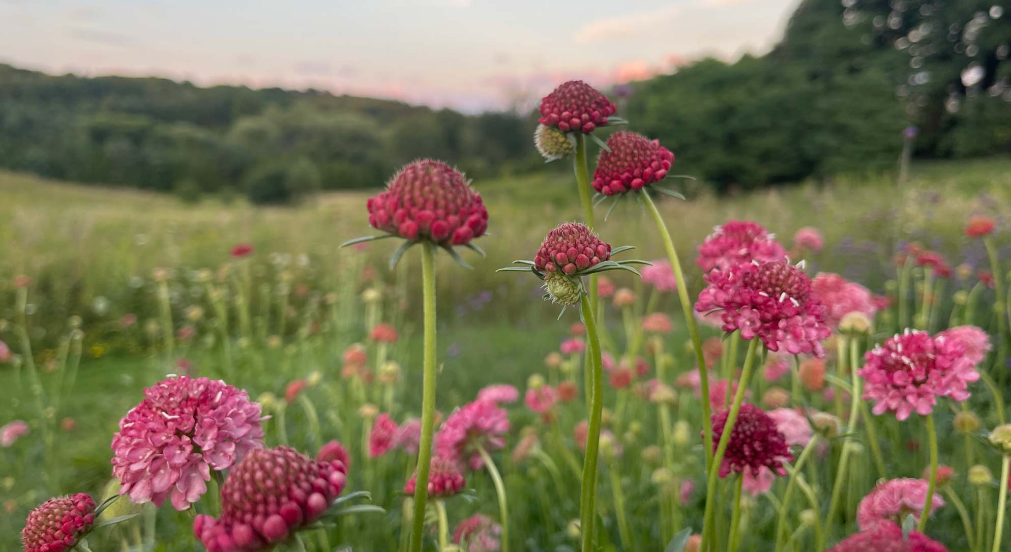 Create your own Beautiful Cut Flower Garden – Country Cut Flowers