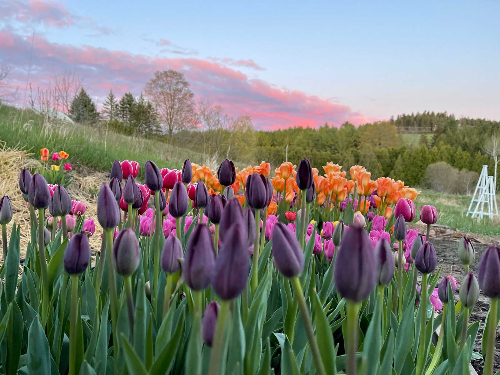 Our Farm – Country Cut Flowers